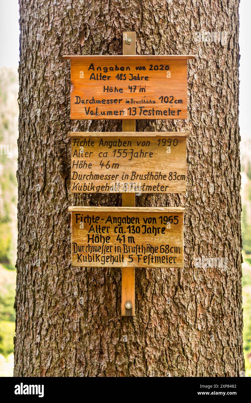 Descriptive signs on an almost 200-year-old fir tree, Enzklösterle ...