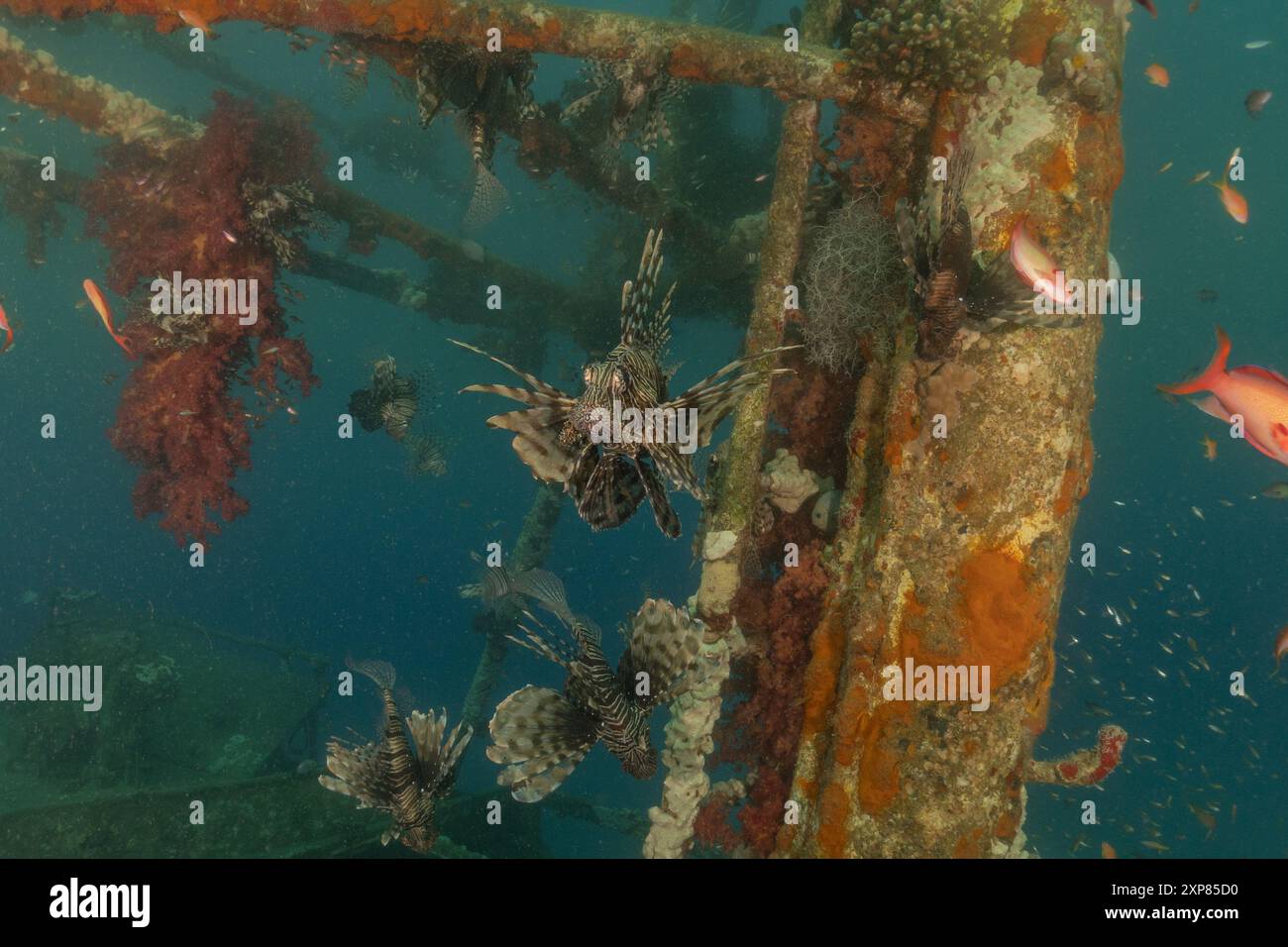 Lionfish in the Red Sea colorful fish, Eilat Israel Stock Photo - Alamy