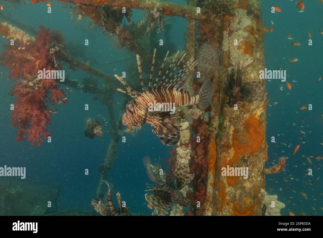 Lionfish in the Red Sea colorful fish, Eilat Israel Stock Photo - Alamy