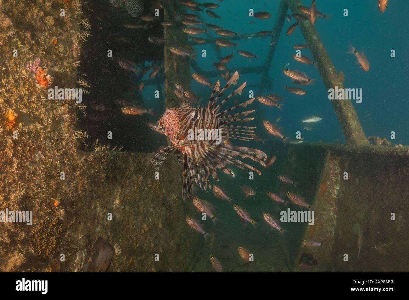 Lionfish in the Red Sea colorful fish, Eilat Israel Stock Photo - Alamy