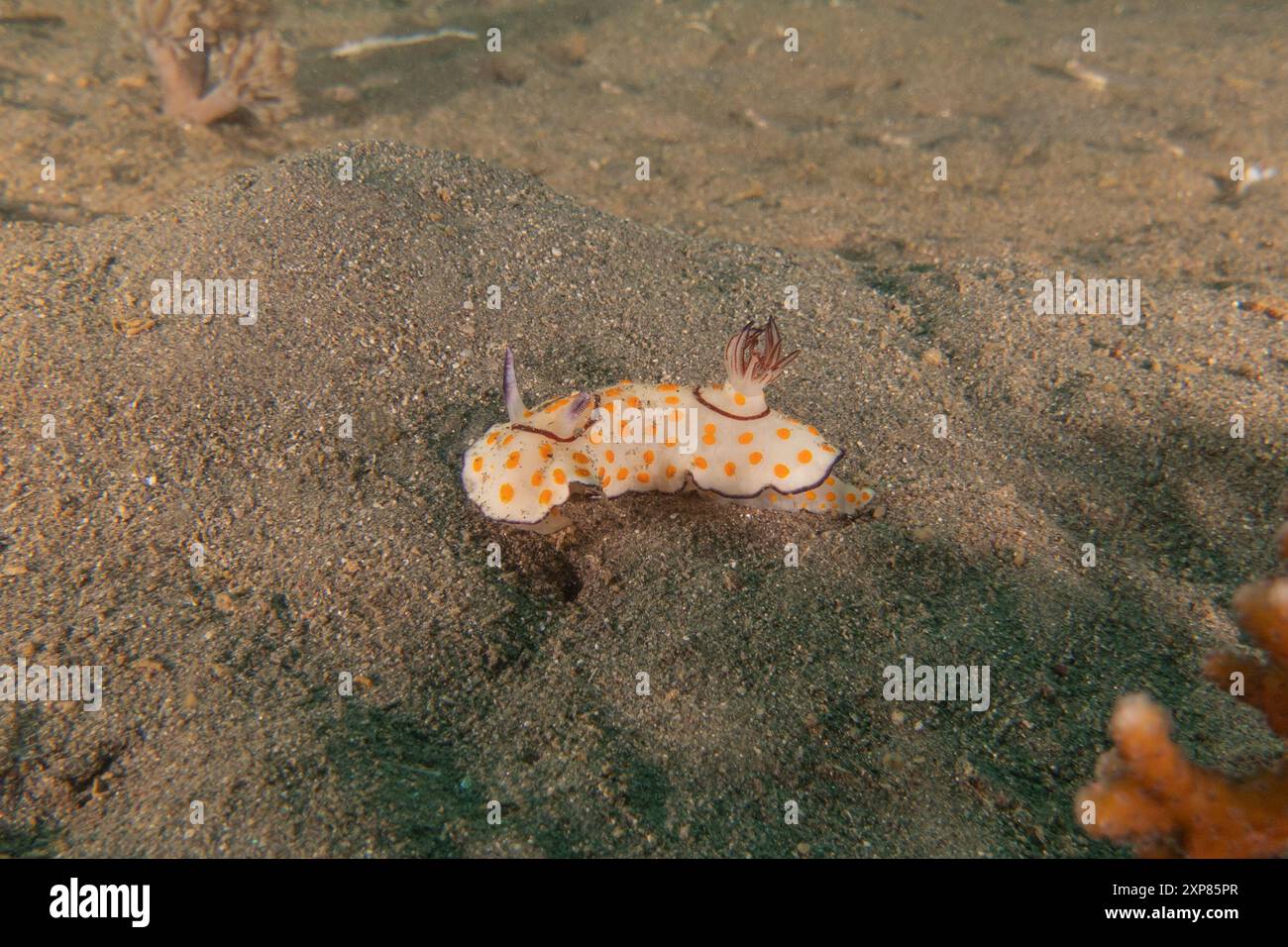 Sea Slug in the Red Sea Colorful and beautiful, Eilat Israel Stock ...