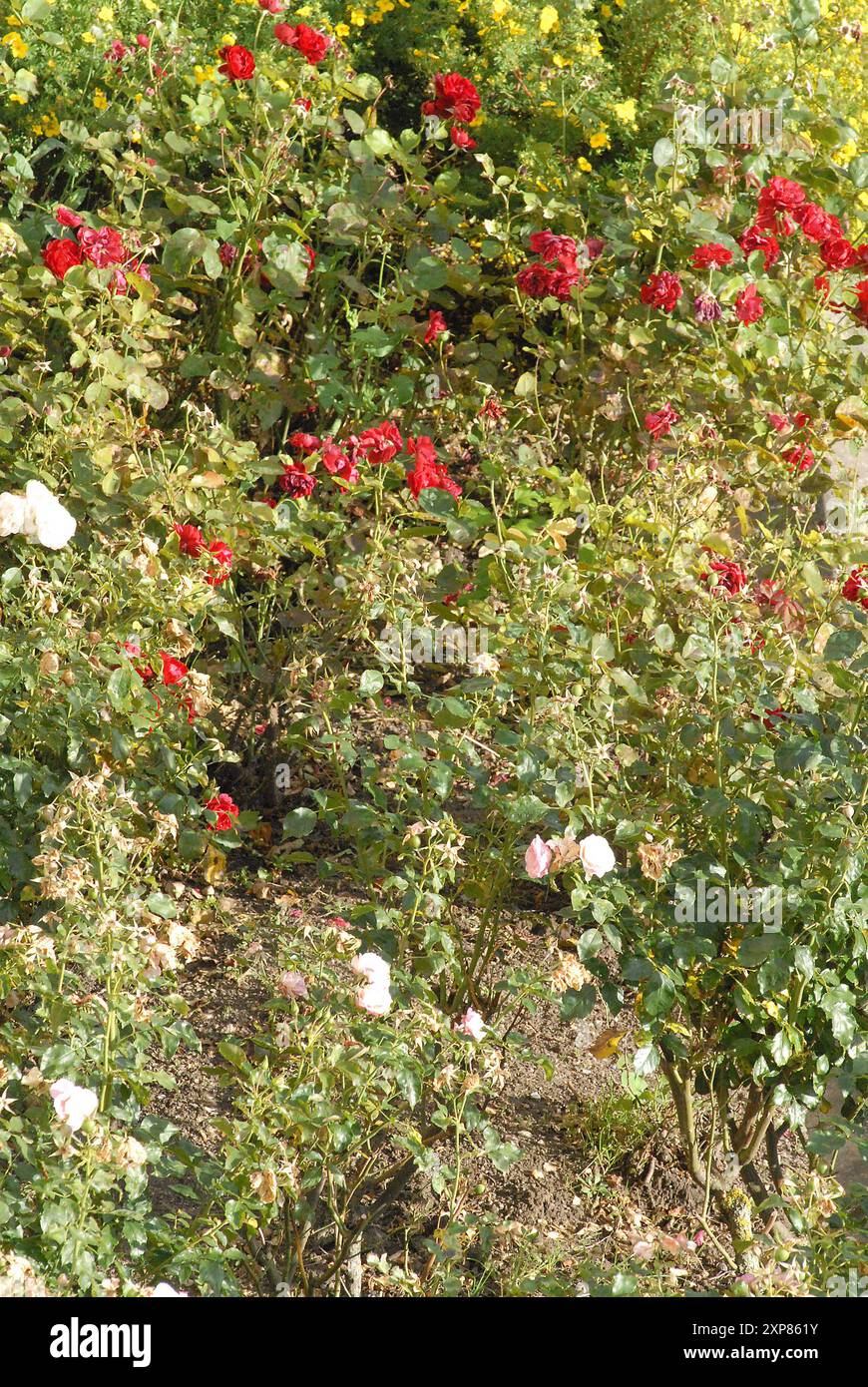 Copenhagen/ Denmark/04 August 2024/rose and rose flowers plants in ...