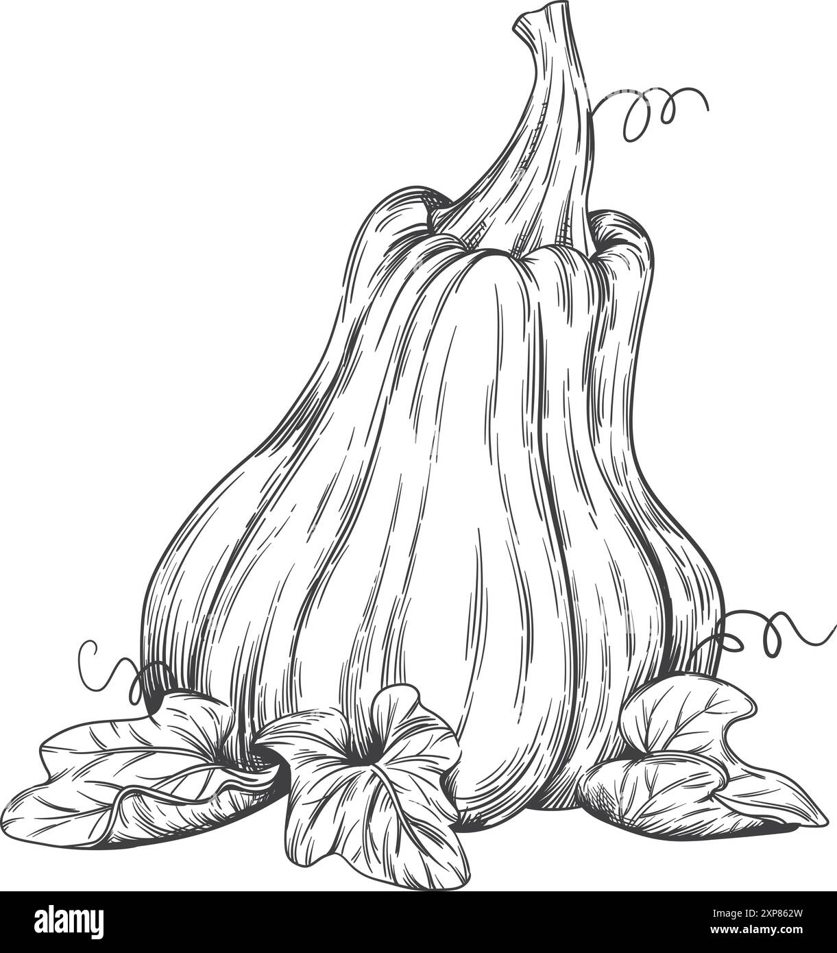 Squash sketch. Natural growing farm vegetable drawing isolated on white ...