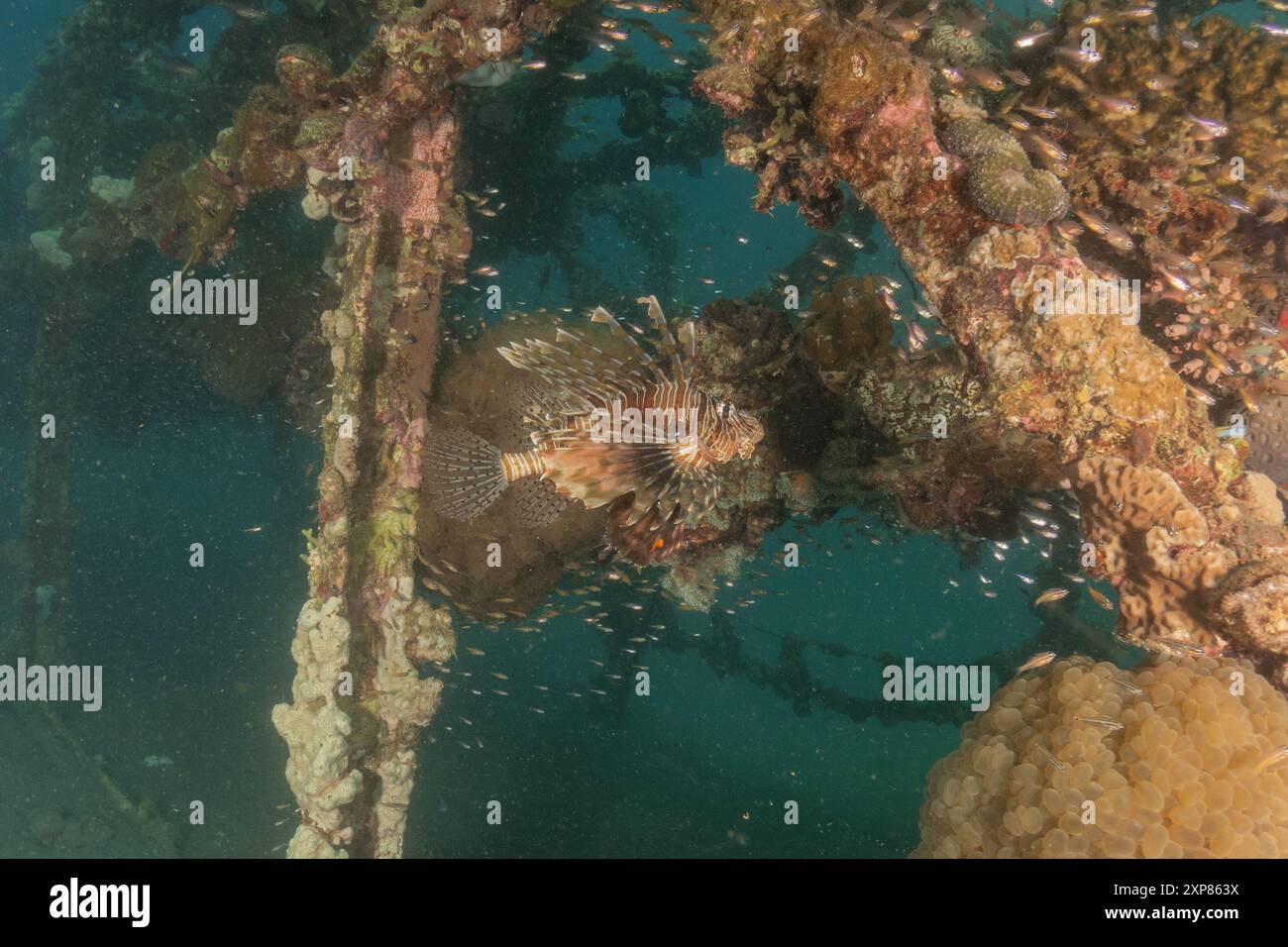Lionfish in the Red Sea colorful fish, Eilat Israel Stock Photo - Alamy