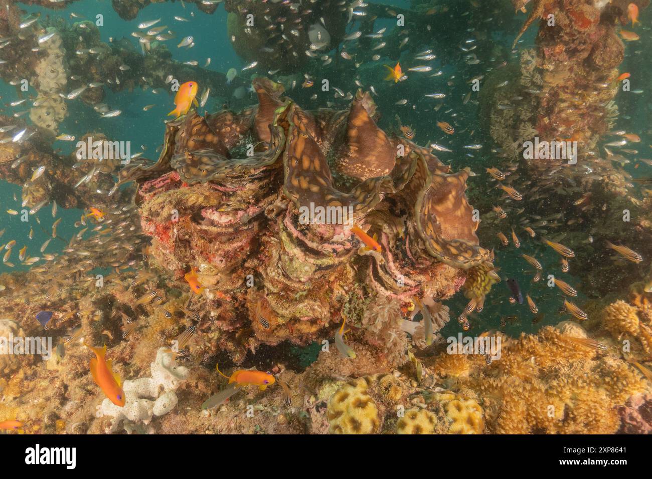 Giant Clam in the Red Sea Colorful and beautiful, Eilat Israel Stock ...