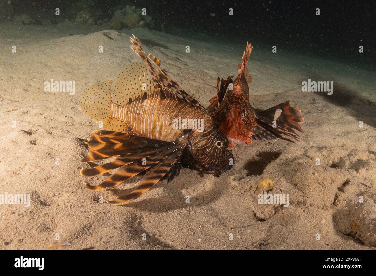 Lionfish in the Red Sea colorful fish, Eilat Israel Stock Photo - Alamy