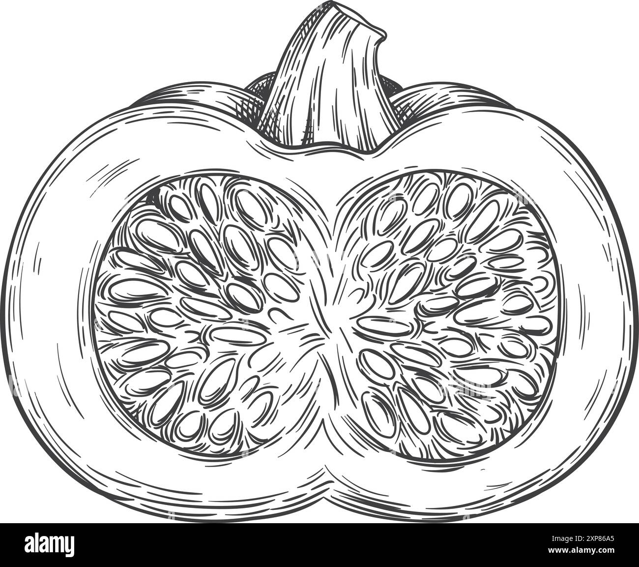 Pumpkin half cut. Hand drawn ripe vegetable isolated on white ...
