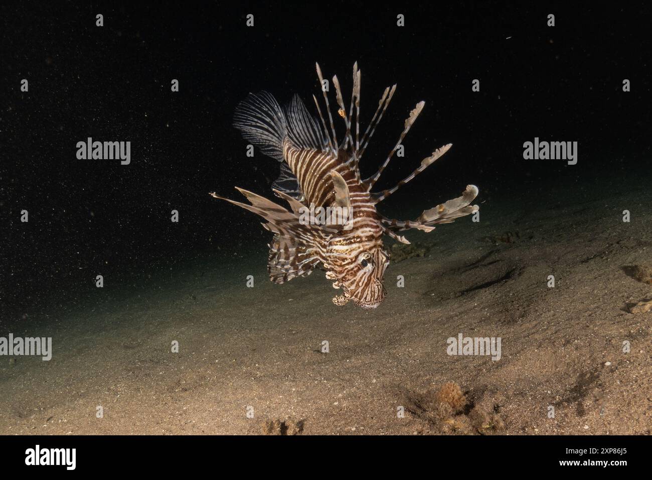 Lionfish in the Red Sea colorful fish, Eilat Israel Stock Photo - Alamy