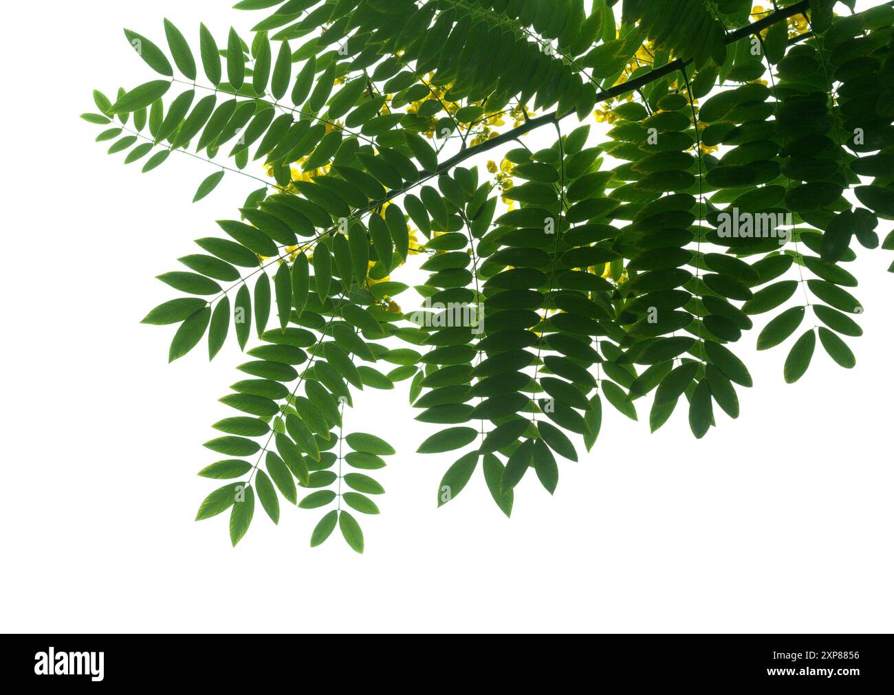 Yellow flowers of Senna spectabilis, golden wonder tree, isolated on ...