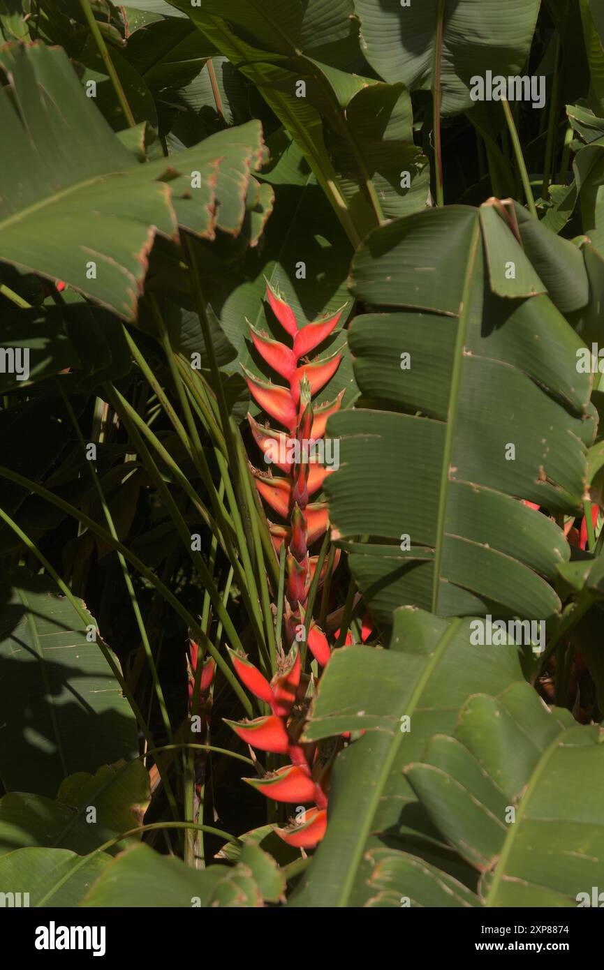 Red flowers of Heliconia bihai, red palulu Stock Photo - Alamy