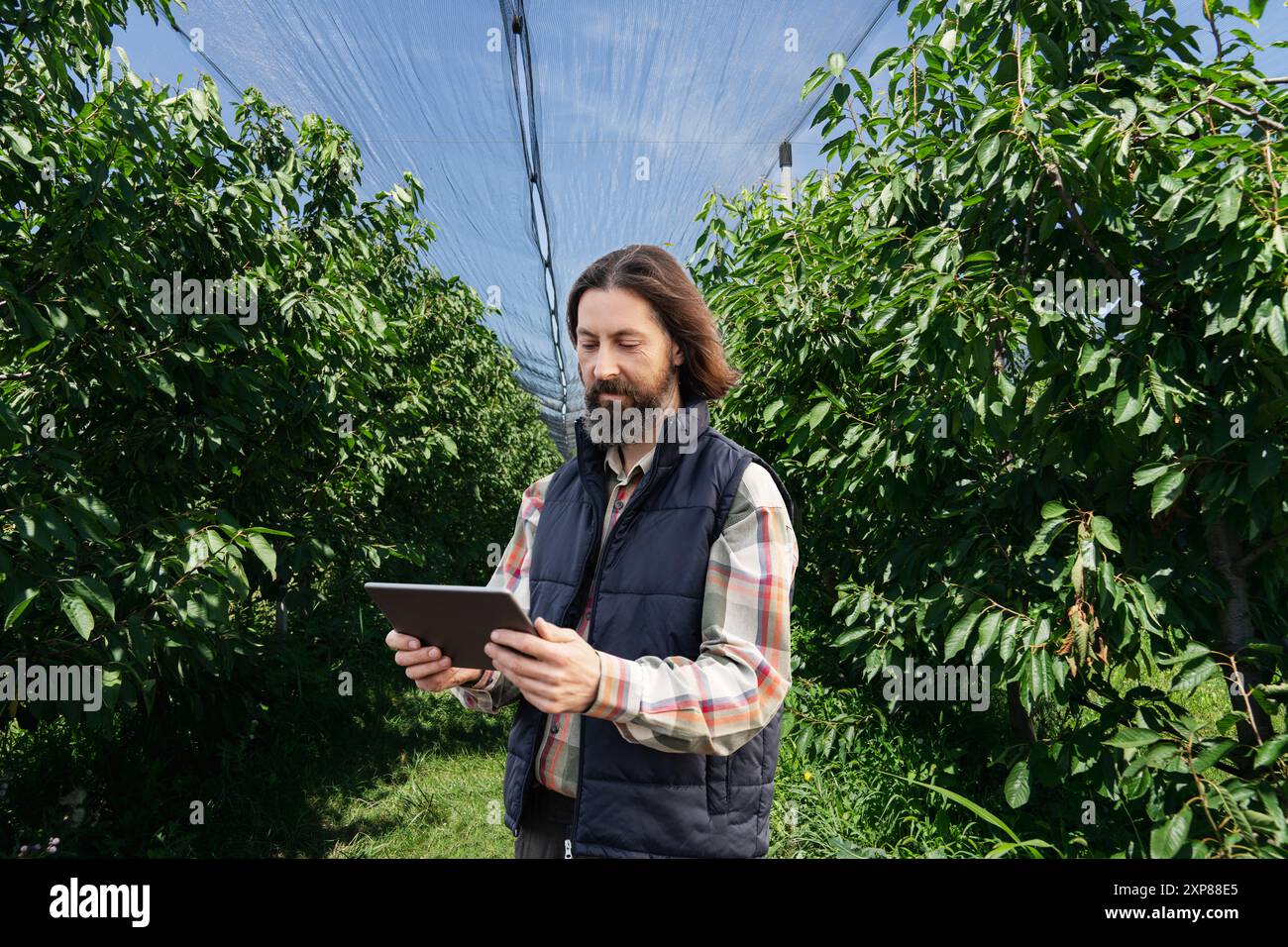 Farmer examines the garden of fruits and sends data to the cloud from ...