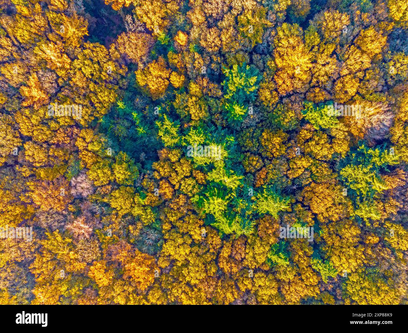 Aerial topshot from trees in fall in the Netherlands Europe Stock Photo ...