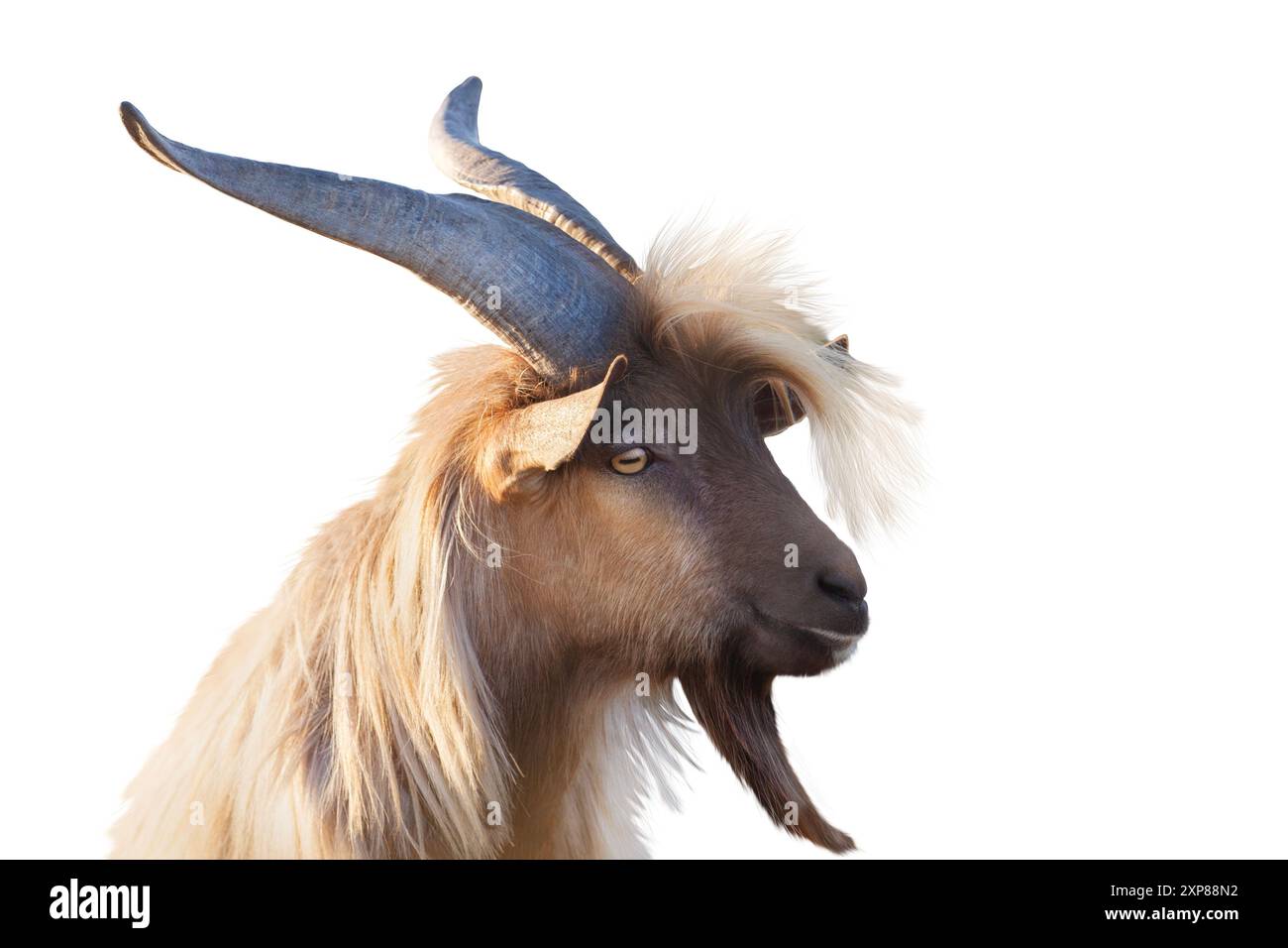 Black goat in zoo park hi-res stock photography and images - Alamy