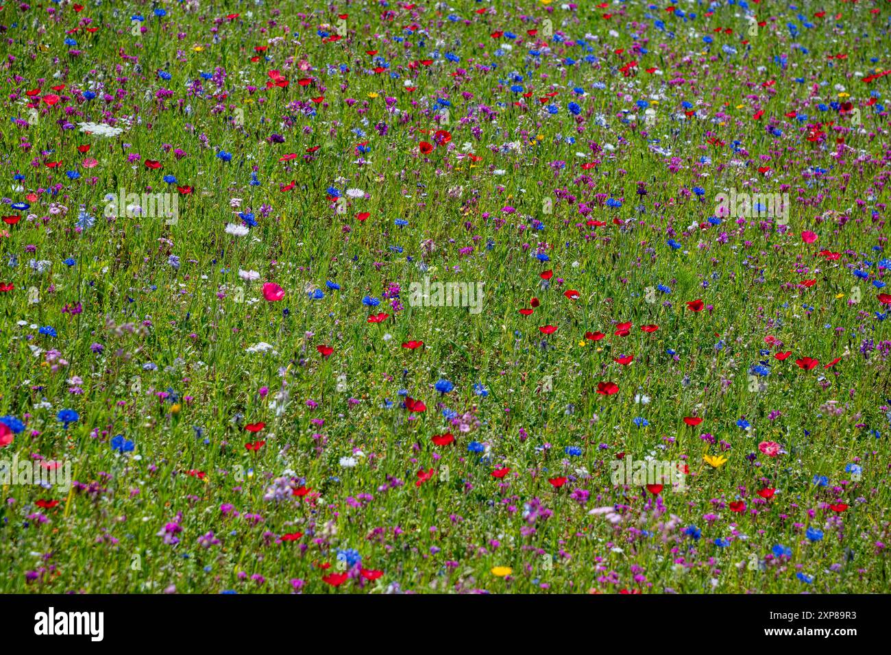 Blume blumenwiese hi-res stock photography and images - Alamy