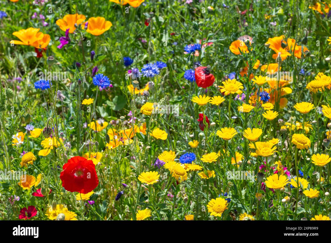 Blume blumenwiese hi-res stock photography and images - Alamy
