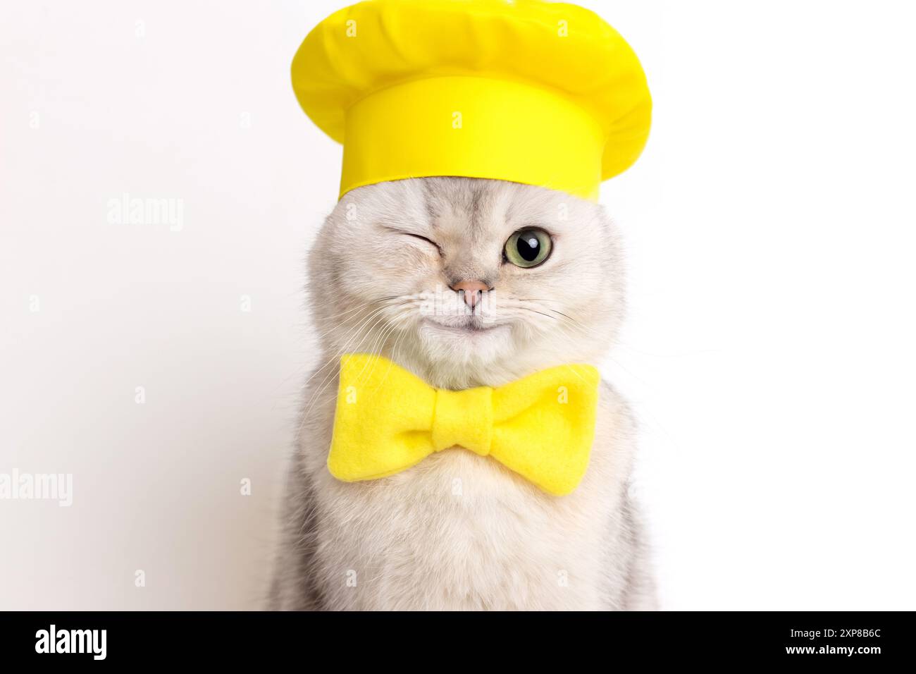 Cat in yellow chef hat and bow tie winking on white background Stock ...