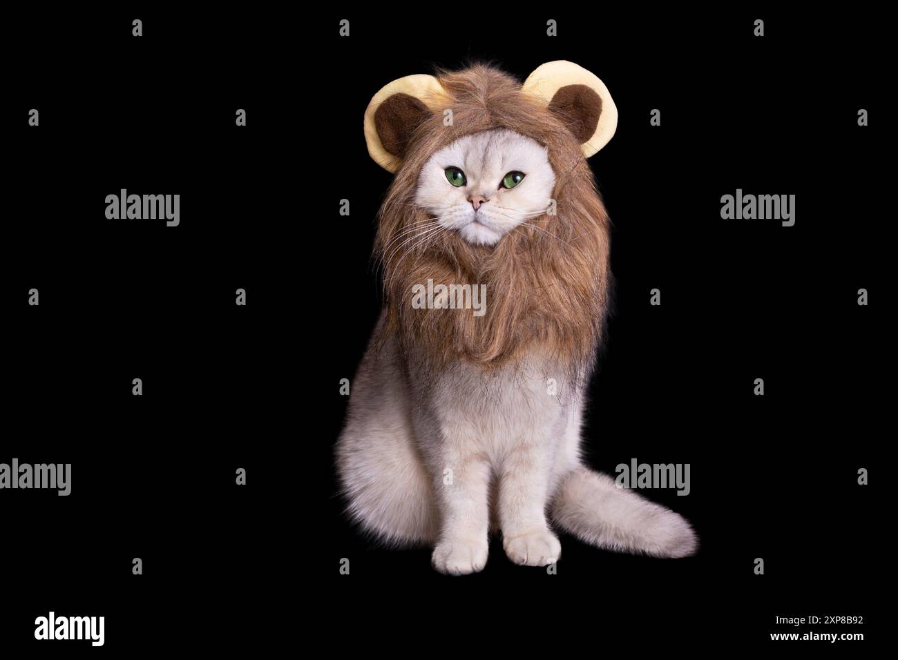 Cat wearing a lion mane costume sitting against a black background ...
