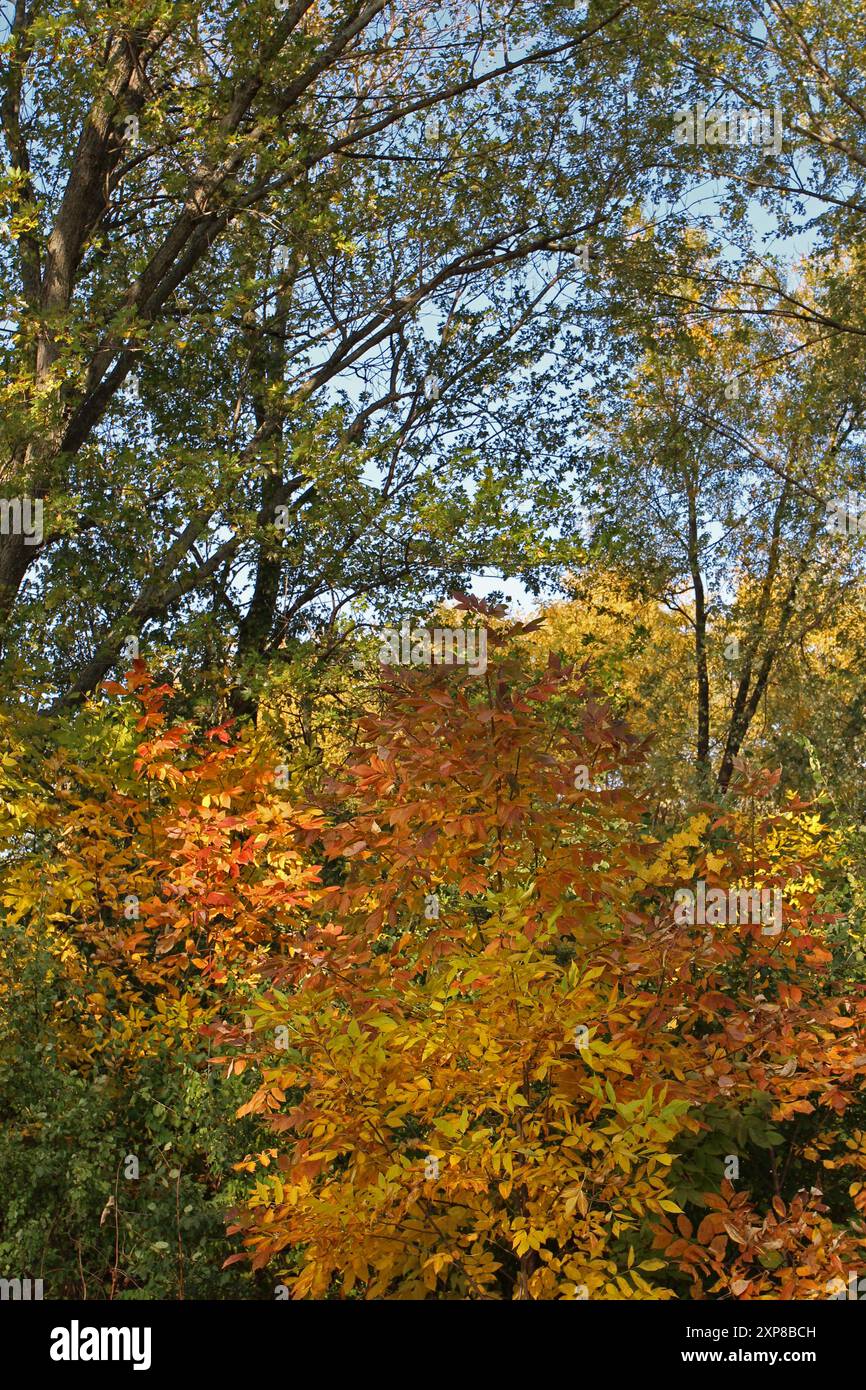 Swamp sumach hi-res stock photography and images - Alamy