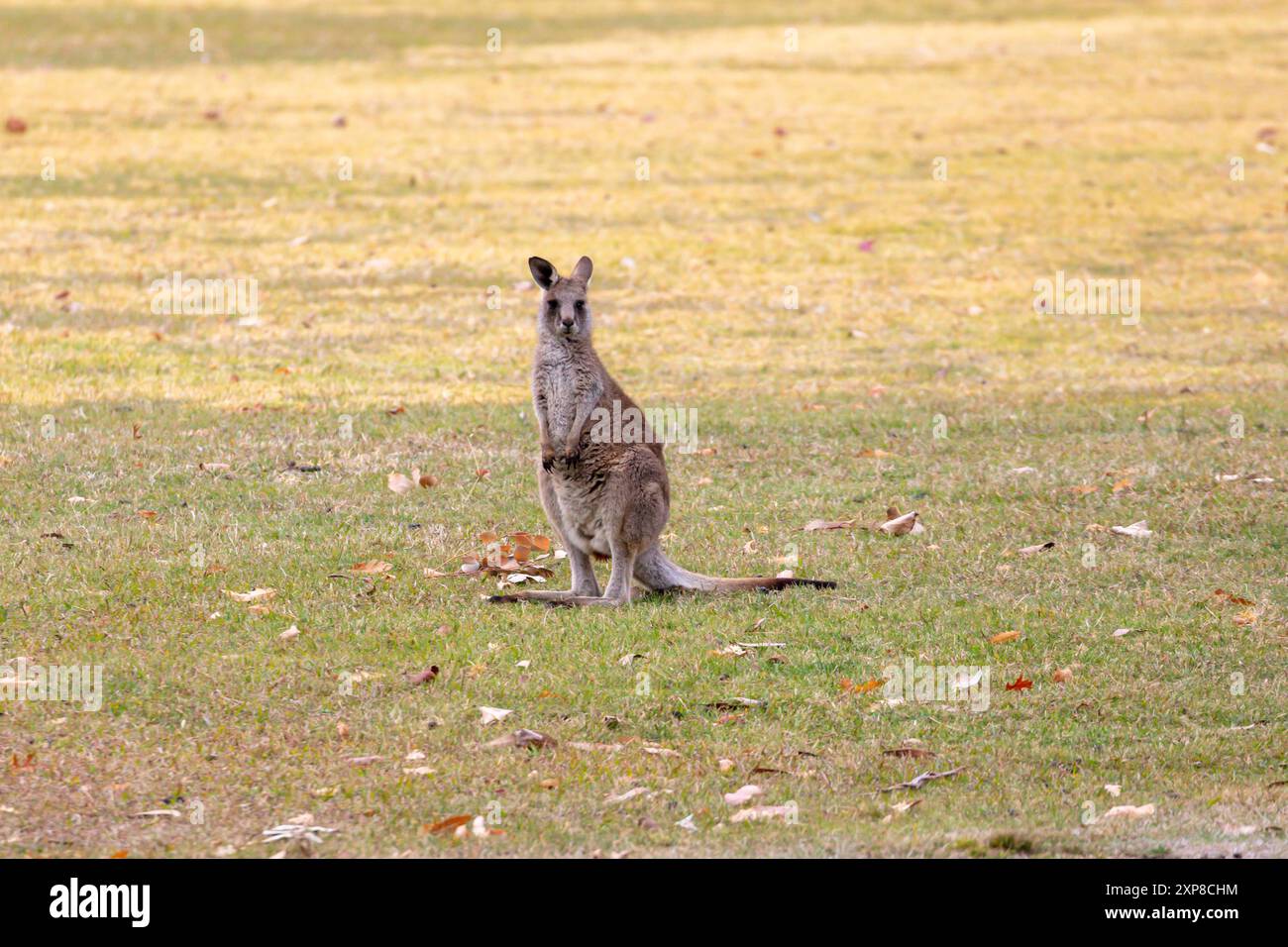 Photograph of a Kangaroo relaxing in a grassy field in the town of ...