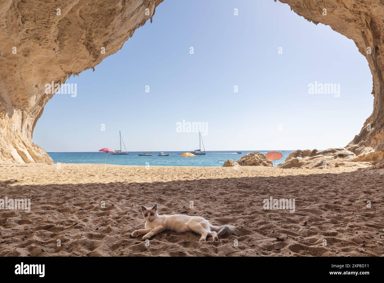 Cat beach sardinia hi-res stock photography and images - Alamy