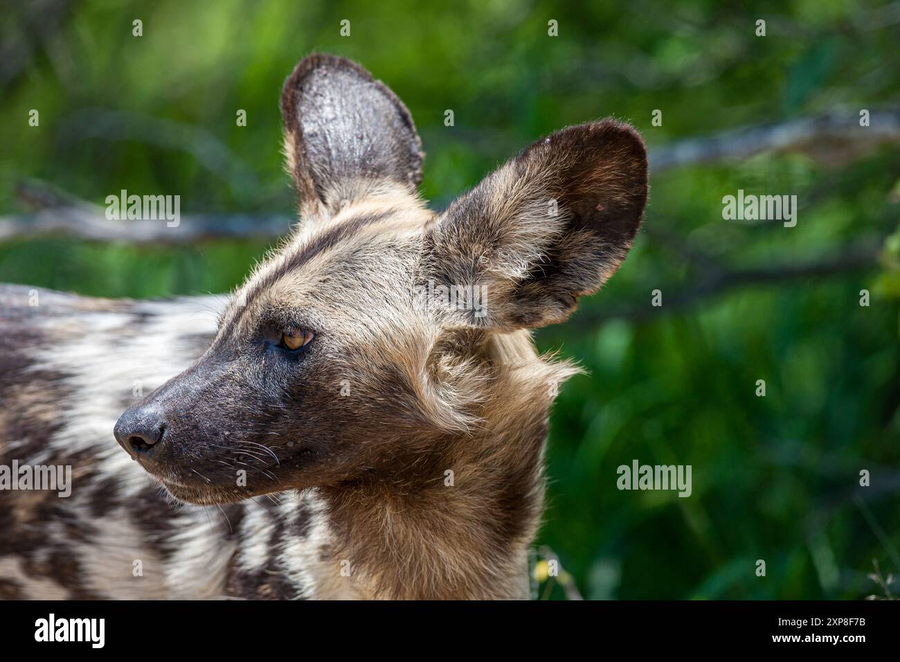 South Africa, Kruger National Park, African Wild Dog (Lycaon pictus ...