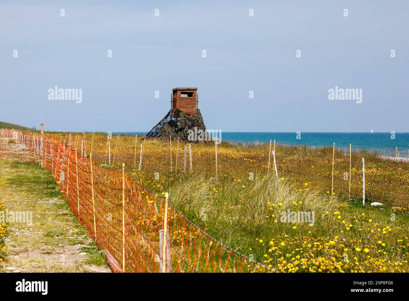 Little tern project hi-res stock photography and images - Alamy