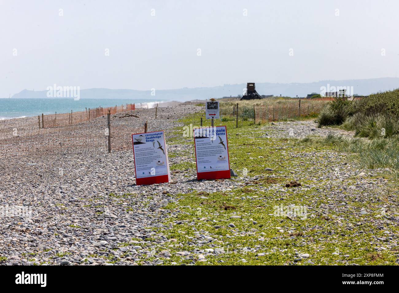 "Birdwatch Ireland" Little Tern project at Kilcoole beach to conserve ...