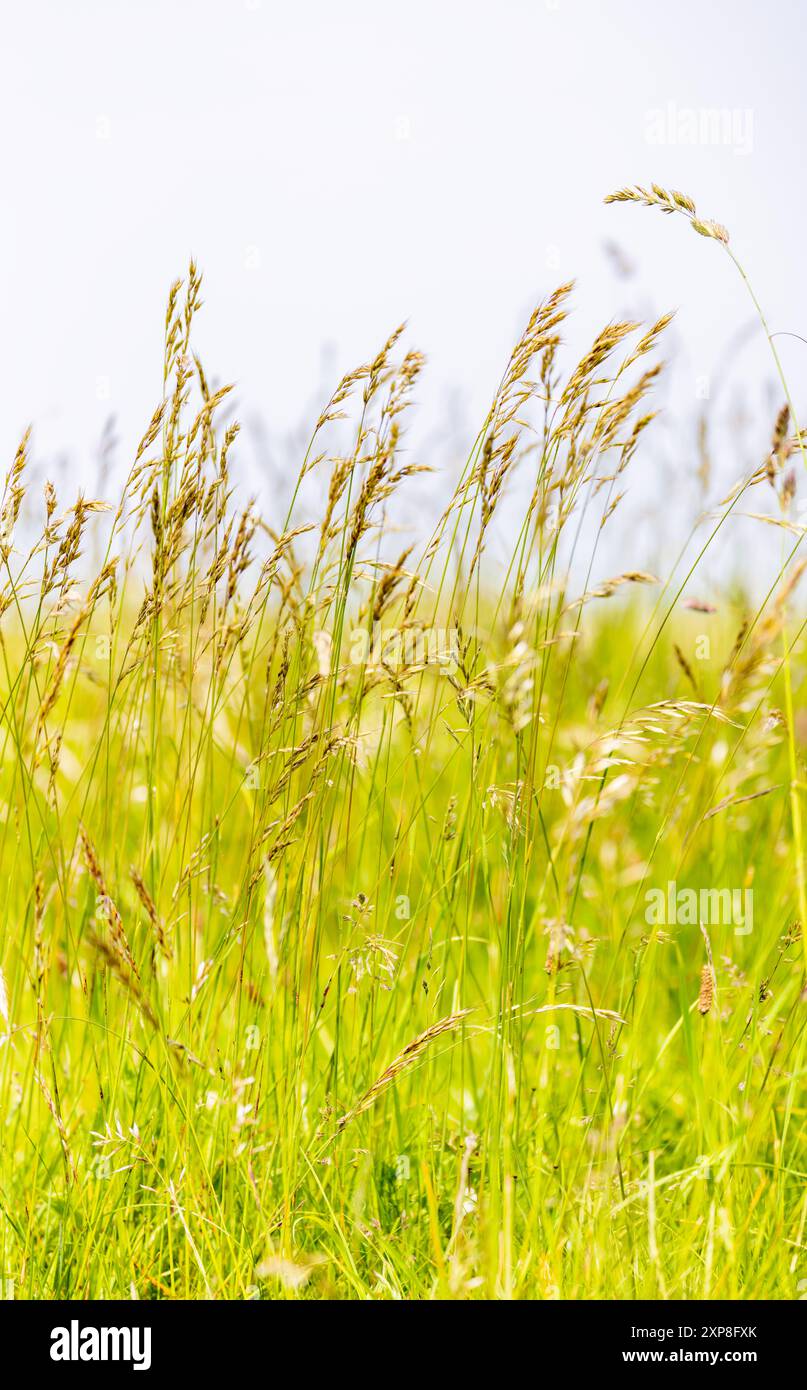 Fescue grass growing wild along coast and blowing in the wind. Fresh ...