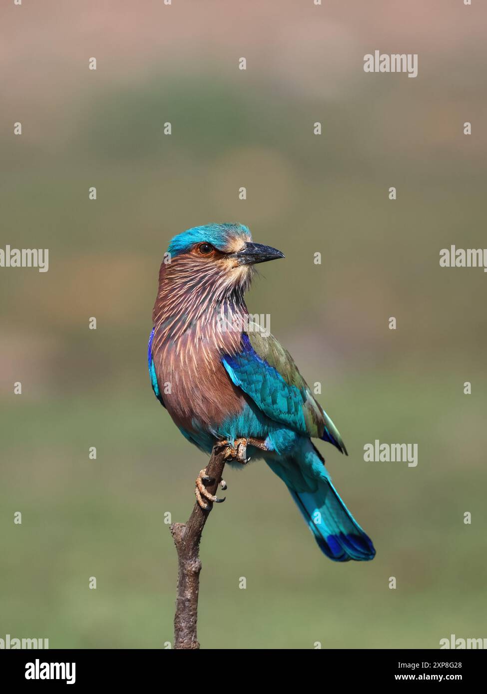 Indian Roller - A beautiful and colorful bird, found throughout Indian ...