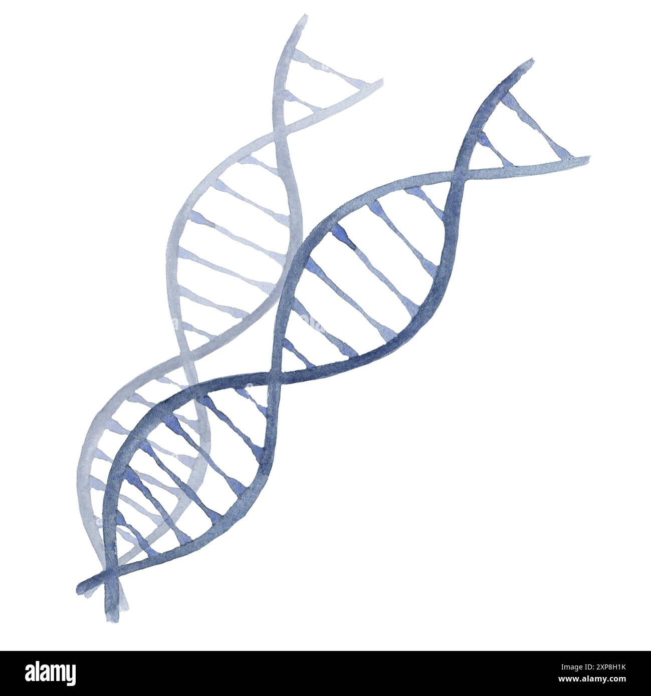 Watercolor DNA gene. Hand drawn illustration isolated on white ...