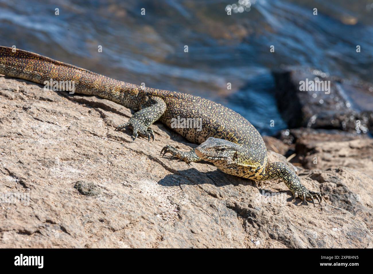 South Africa, Kruger National Park, Nile Monitor (Varanus niloticus ...