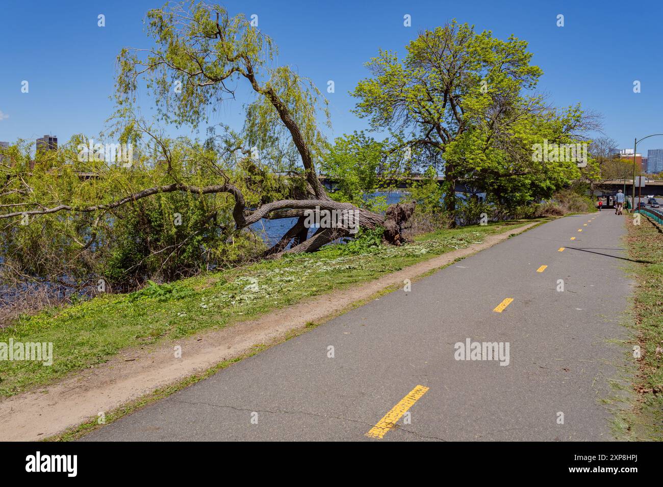 Tree trunk fallen road hi-res stock photography and images - Alamy