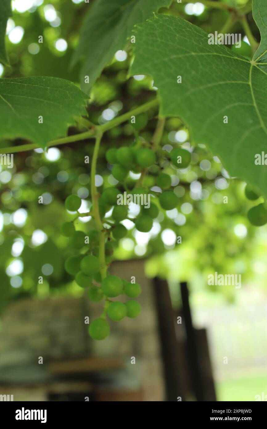 Growing grapes. A hanging branch of grapes. Pruning and caring for ...