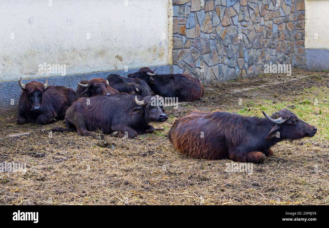 Domesticated black water buffalo herd outside on a dry grass field ...