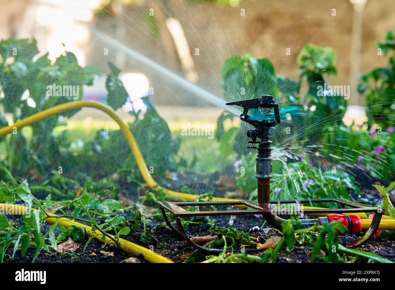 Garden sprinkler watering lush green plants in backyard with trees and ...