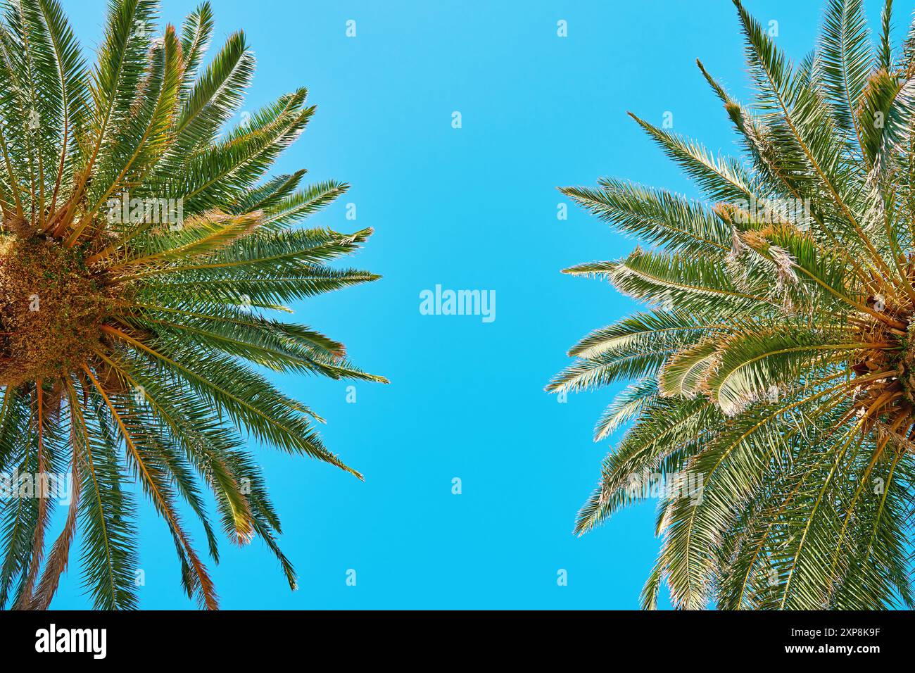 Palm trees with lush fronds set against clear blue sky. Summer ...