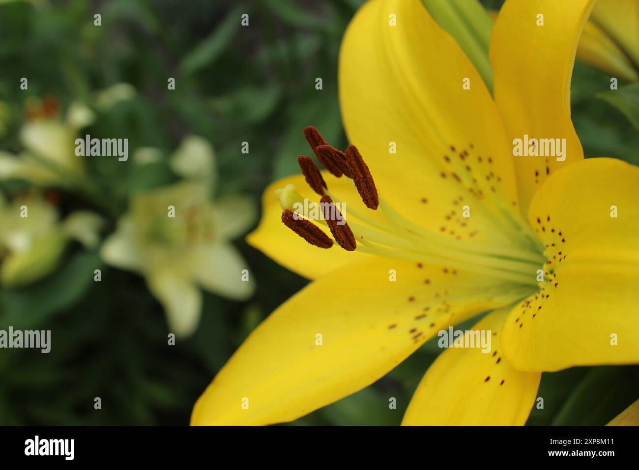 Pistils and stamens of the yellow lily. Reproduction of flowers through ...
