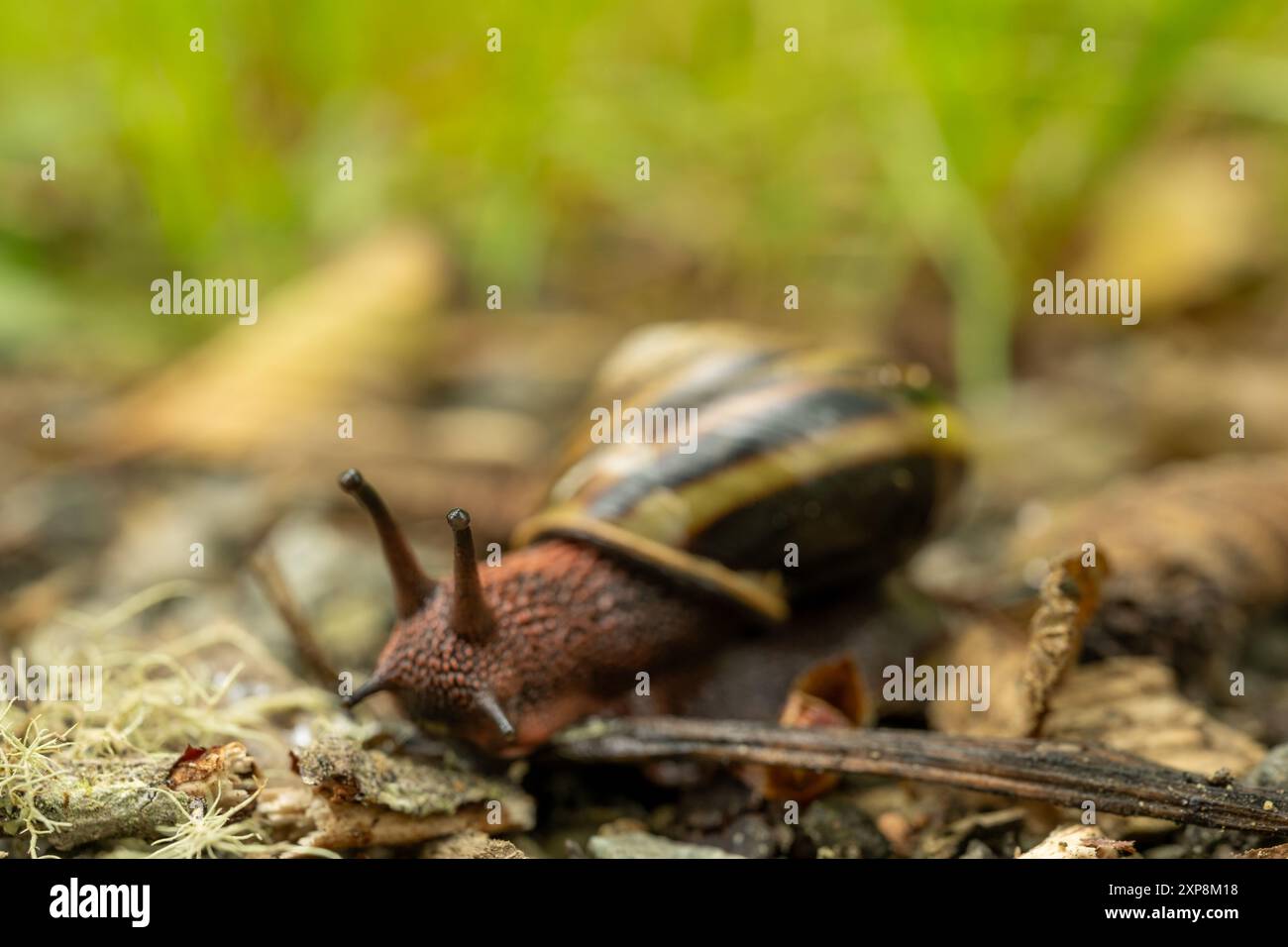 Sideband snail hi-res stock photography and images - Alamy