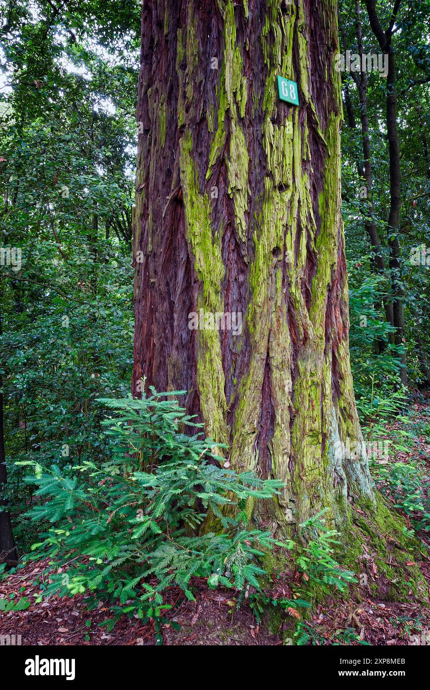 Coast Redwood (Sequia sempervirens), Cupressaceae. large coniferous ...