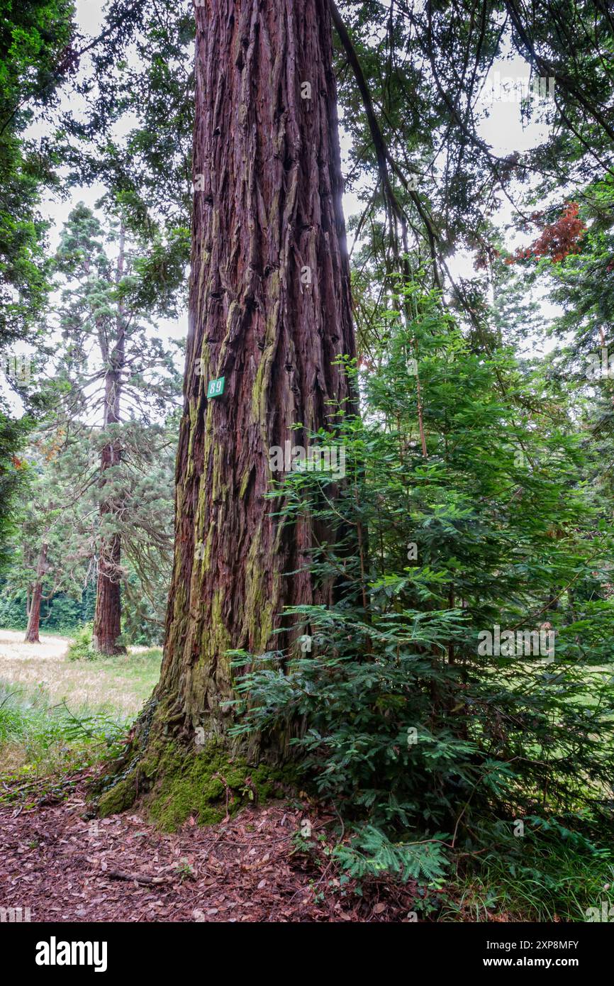 Coast Redwood (Sequia sempervirens), Cupressaceae. large coniferous ...
