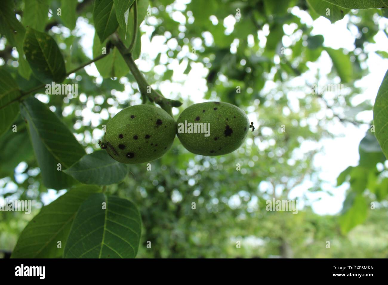 Green walnut fruits with black dots. diseases of trees, fruits, nuts ...