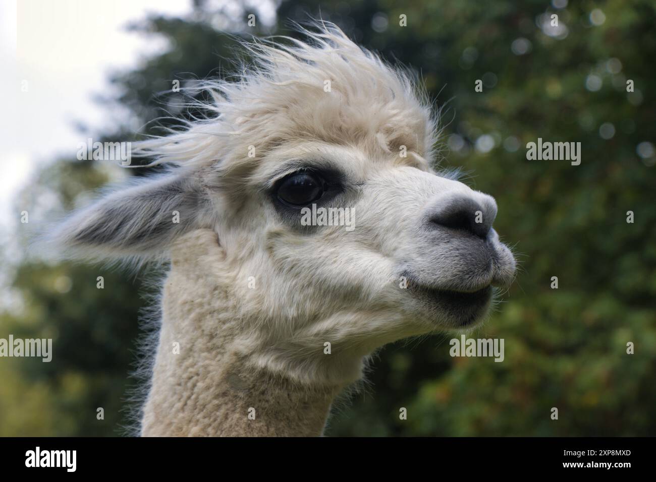Lama spitting hi-res stock photography and images - Alamy