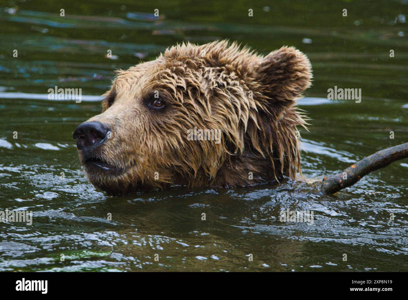 Close up brown bear foraging hi-res stock photography and images - Alamy