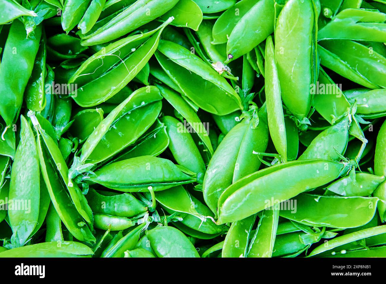 Empty pea pods, no peas inside seedpod, plant texture for background or ...