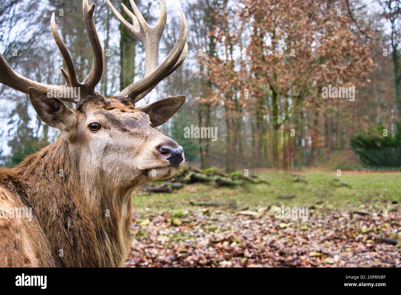 Red deer - Portrait Stock Photo - Alamy