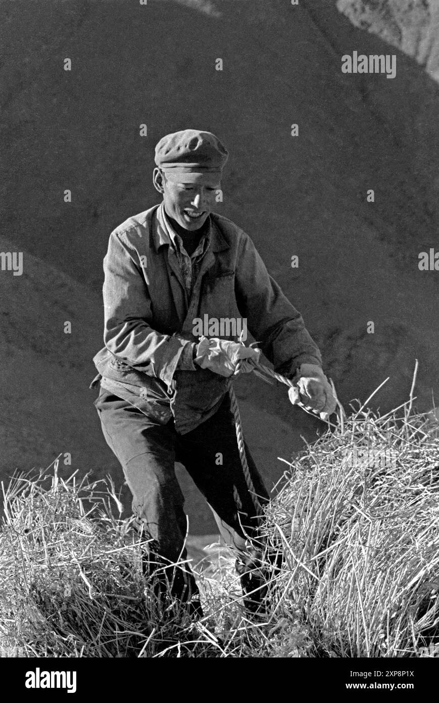 A farmer harvests the barley chaff for animal feed in a field outside ...