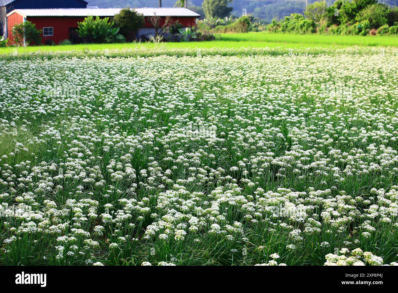 Landscape of Chive flowers field with farmhouse,many white Chive ...
