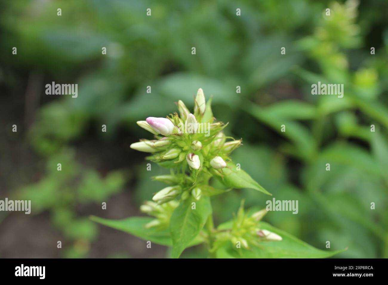 Flower branch leaves unopened hi-res stock photography and images - Alamy