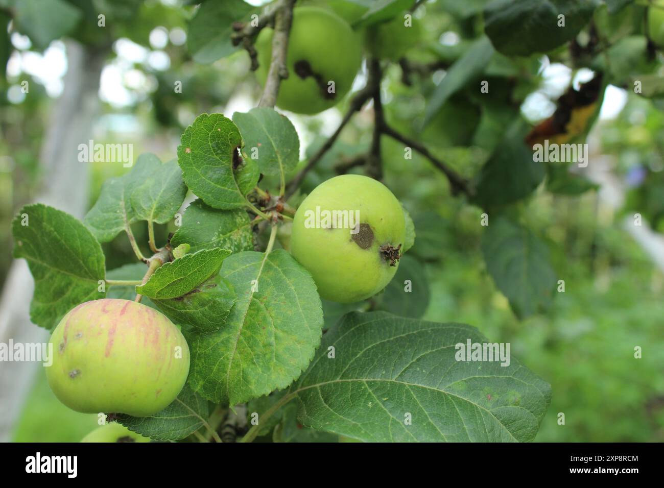 Small green apples on a branch. Growing apples without fertilizers ...