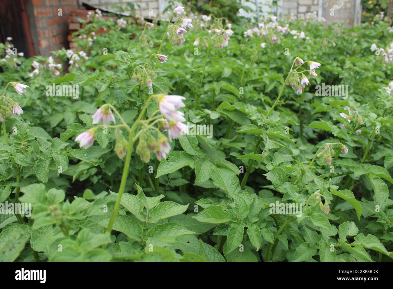 Potato flowers in the garden in the middle ground. Flowering period of ...